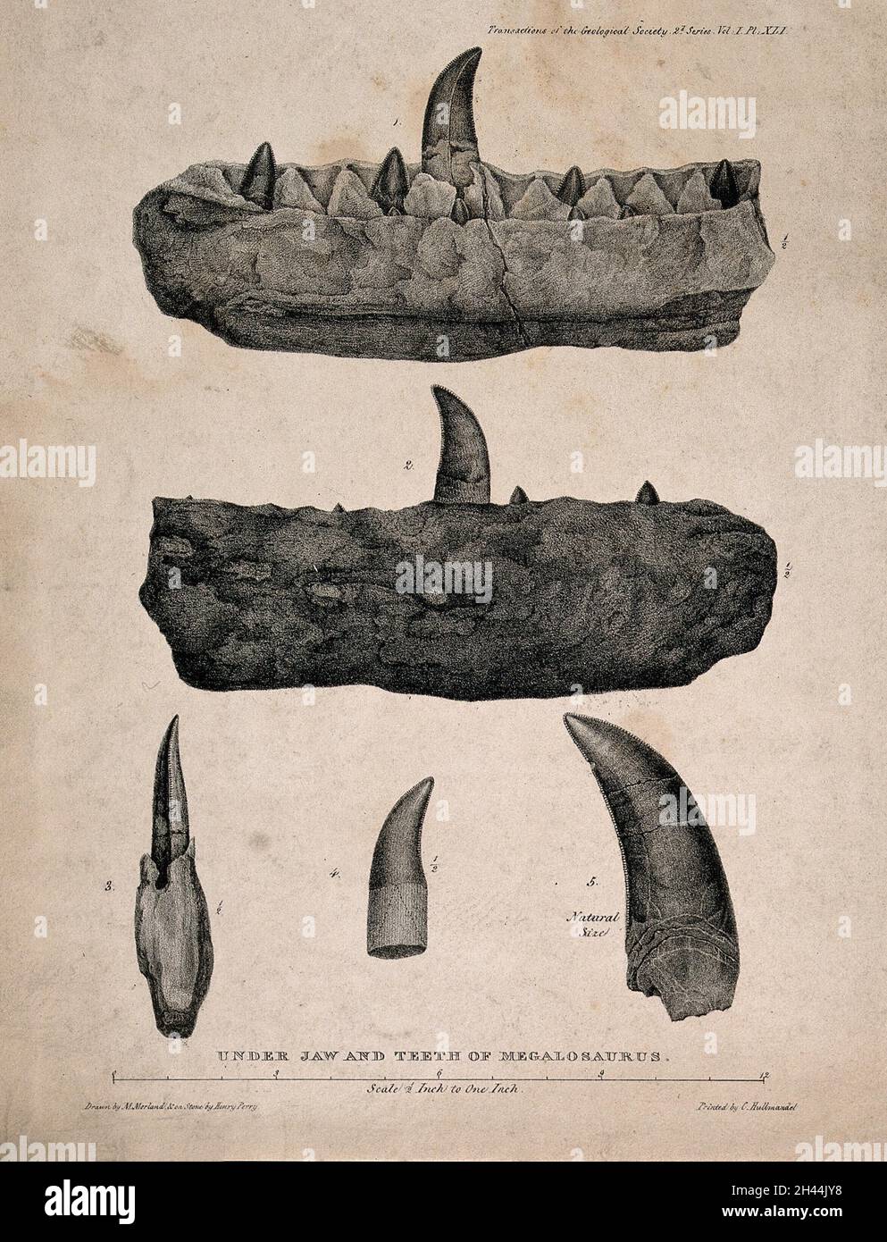 Megalosaurus teeth and lower jaw. Lithograph, ca. 1822 Stock Photo - Alamy