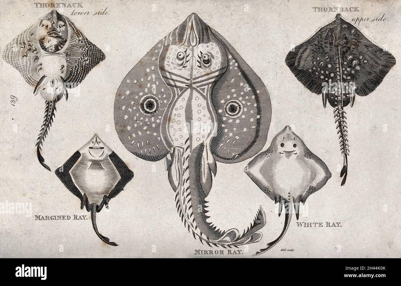 A variety of rays, including the thornback ray, the margined ray, the ...