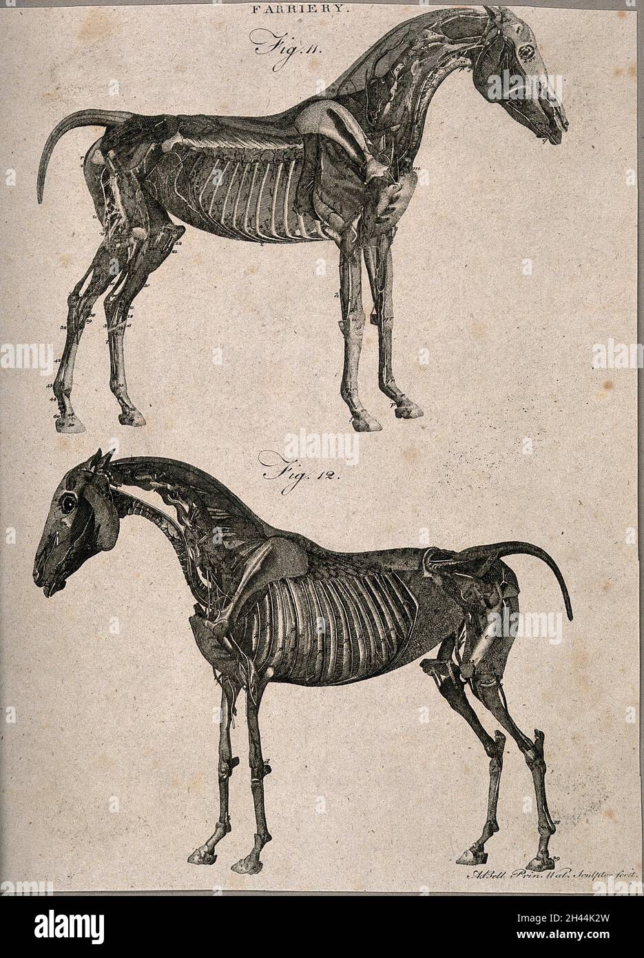 Two écorché horses: left and right side views. Line engraving with ...