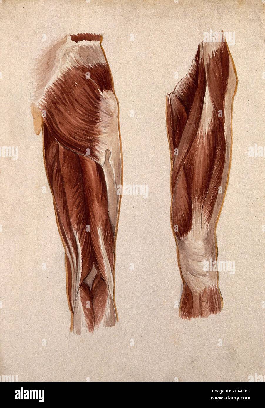 Diagram of leg muscles hi-res stock photography and images - Alamy