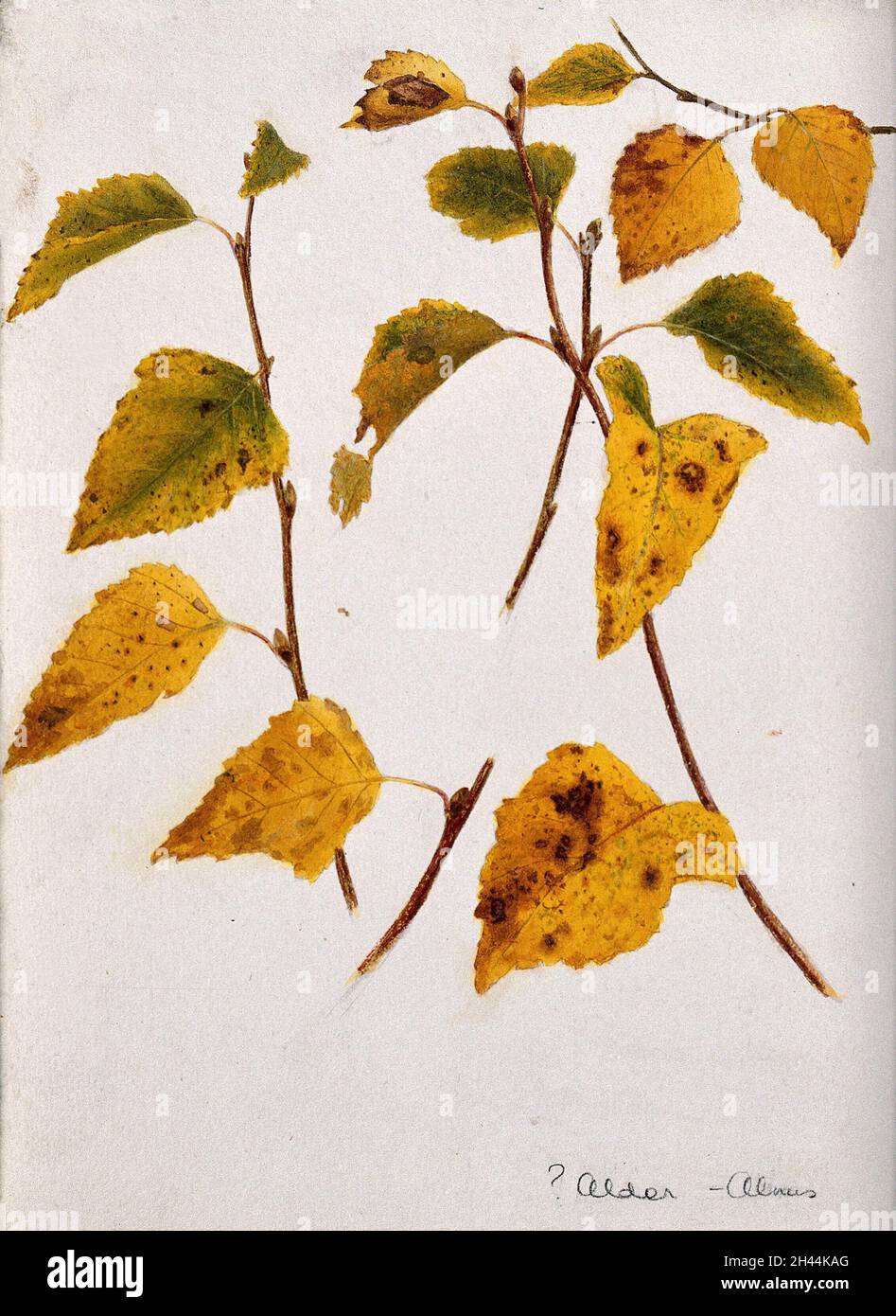 Autumn leaves of alder (Alnus species). Watercolour drawing Stock Photo ...