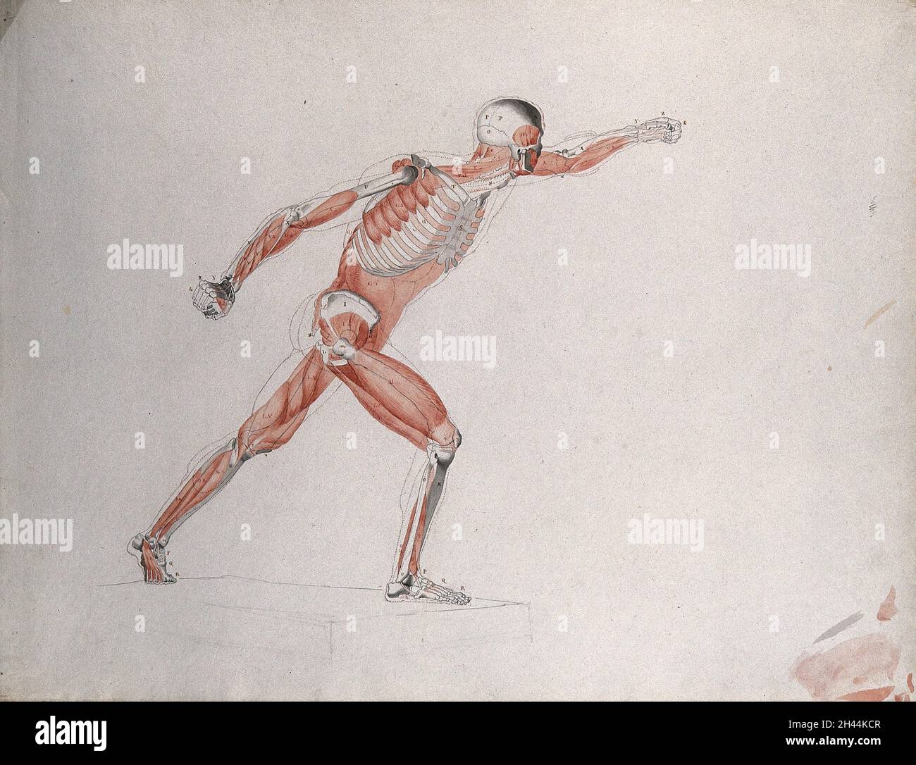 Skeletal and myologic structure of the 'Borghese Gladiator' statue: the ...