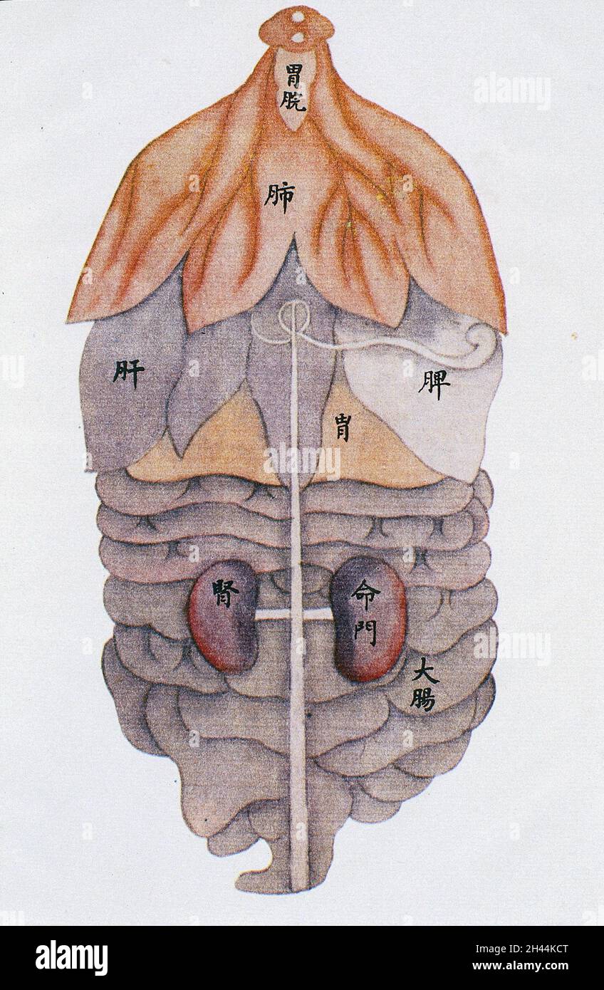 Anatomical drawing of viscera, back view, C17/18 Chinese Stock Photo ...