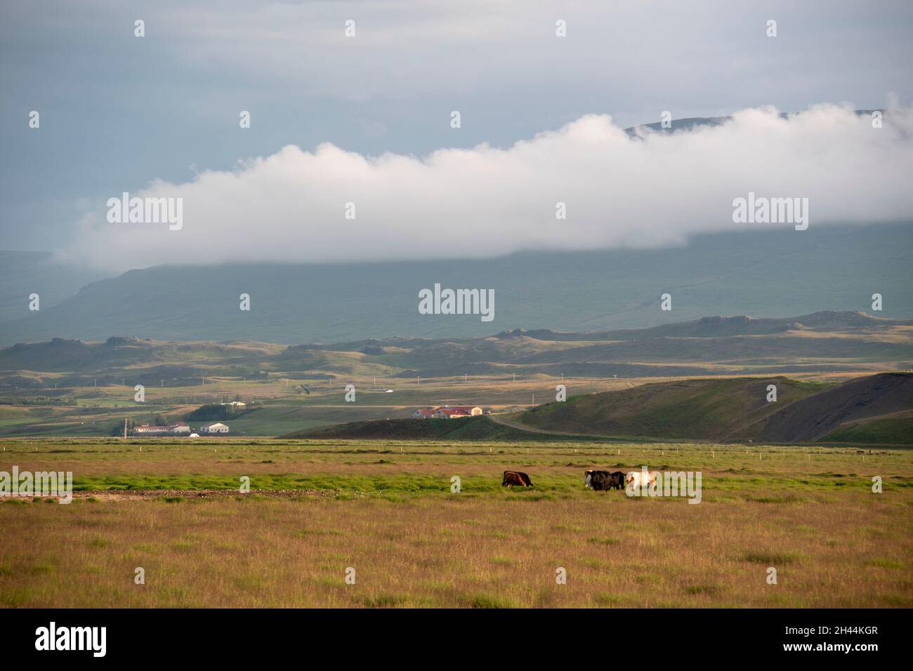 Icelandic cows hi-res stock photography and images - Alamy