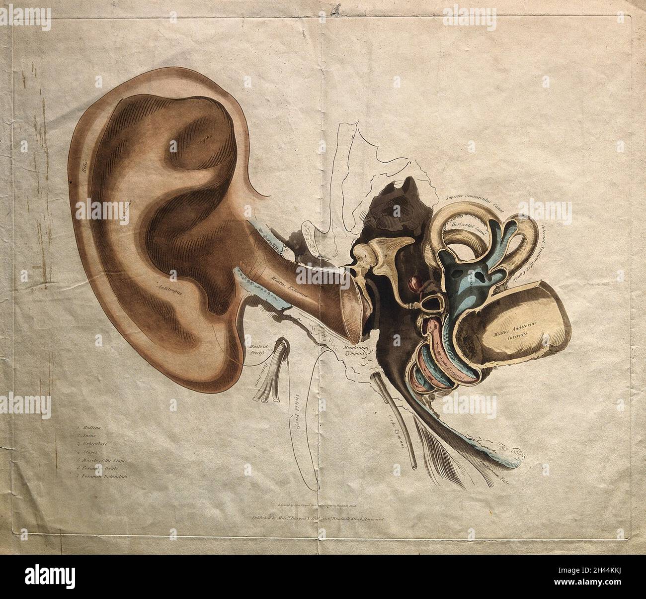 Structure of the outer and inner ear. Coloured stipple engraving by J ...