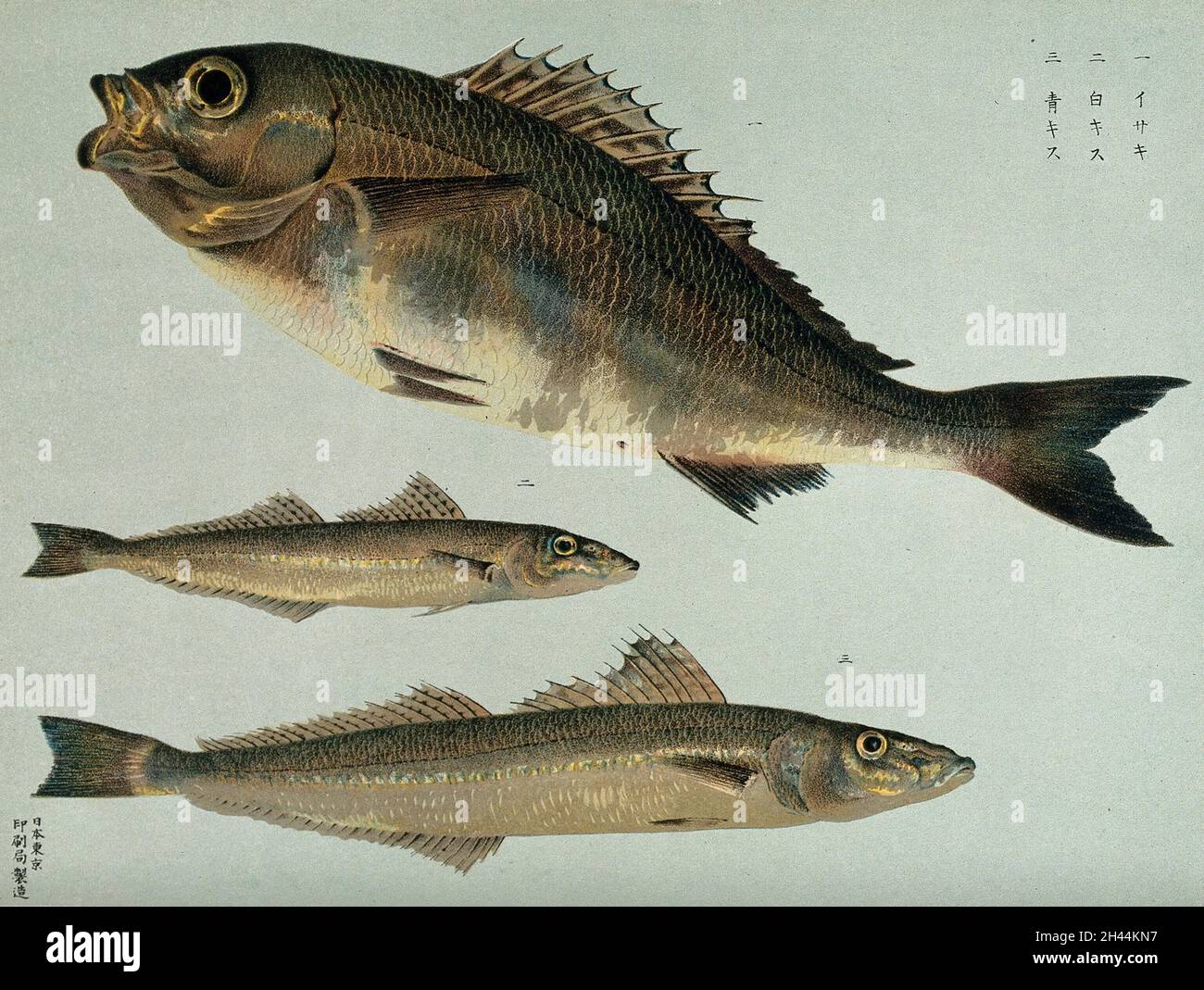 Three fish. Colour lithograph, ca. 1900 Stock Photo - Alamy