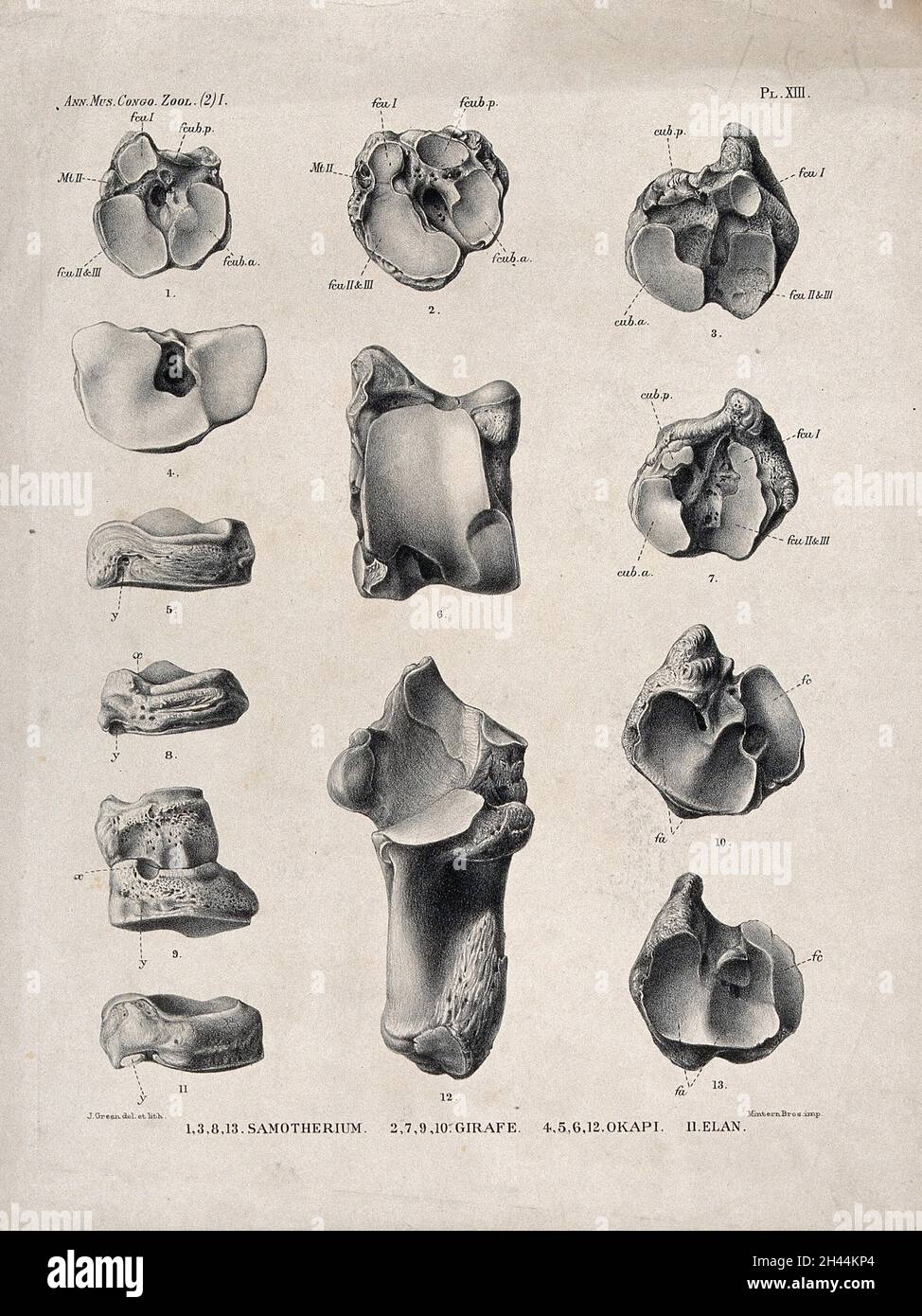 Bones and cross-sections of bones of an okapi, a giraffe, an eland and ...