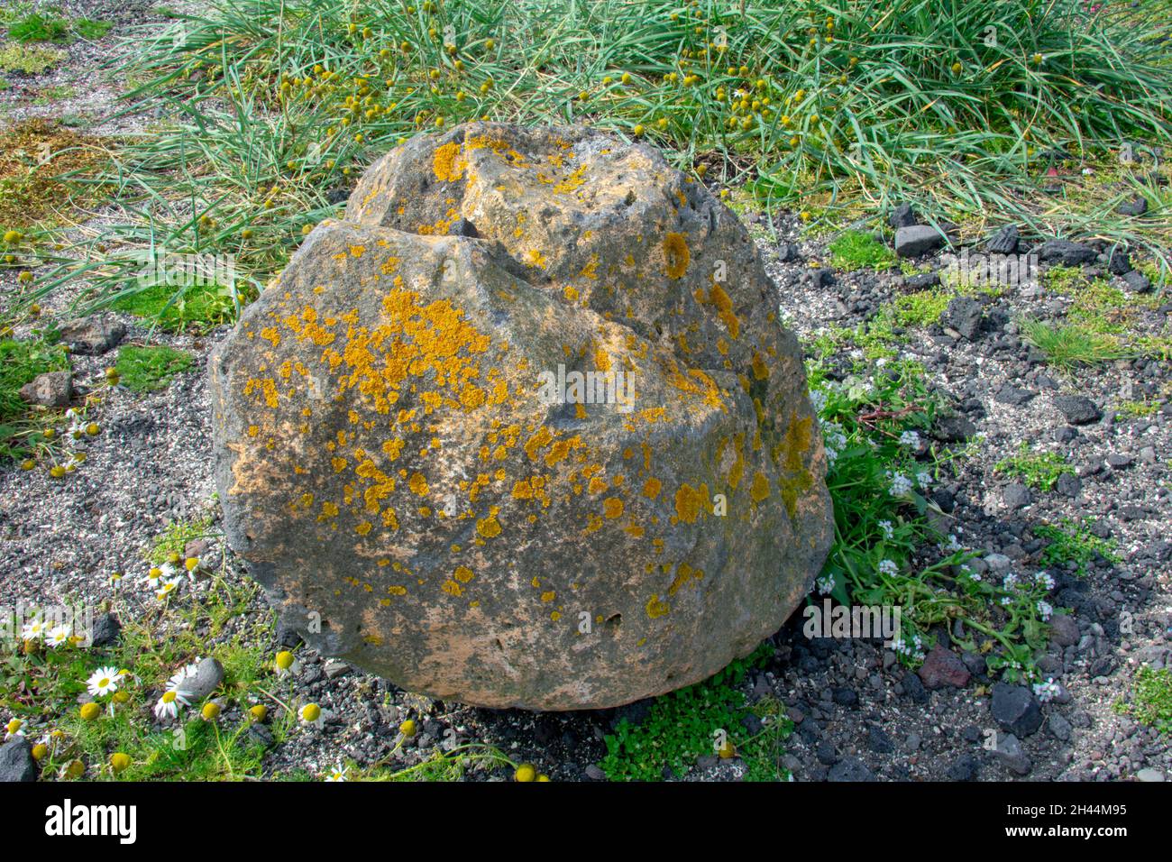 Colorful lichen and moss growing on a rock Stock Photo - Alamy