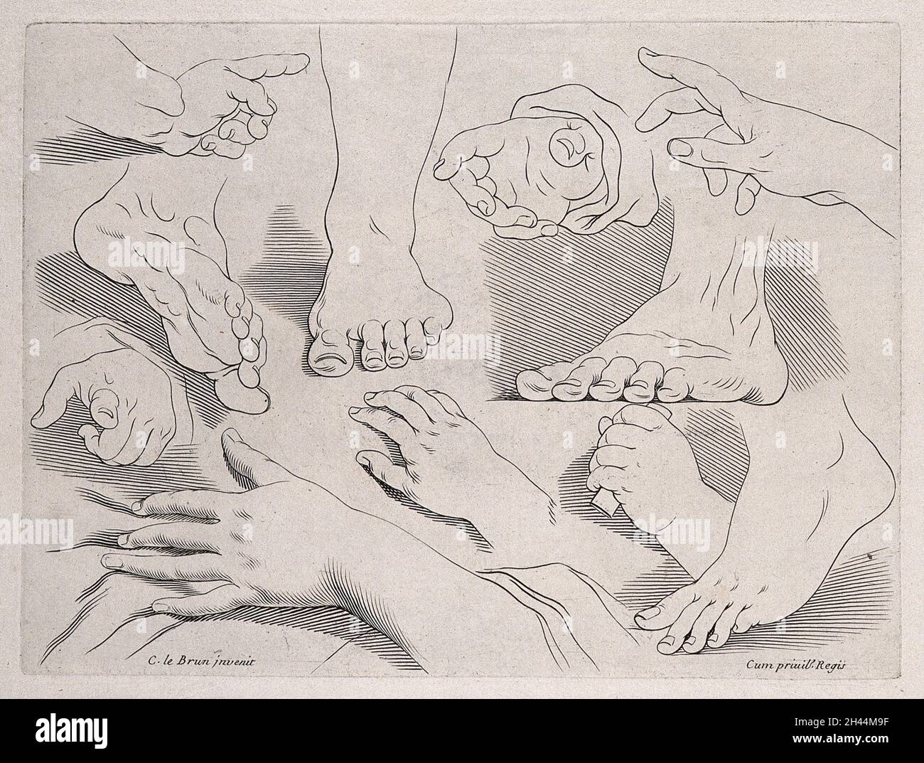 Human anatomy feet hands hi-res stock photography and images - Alamy