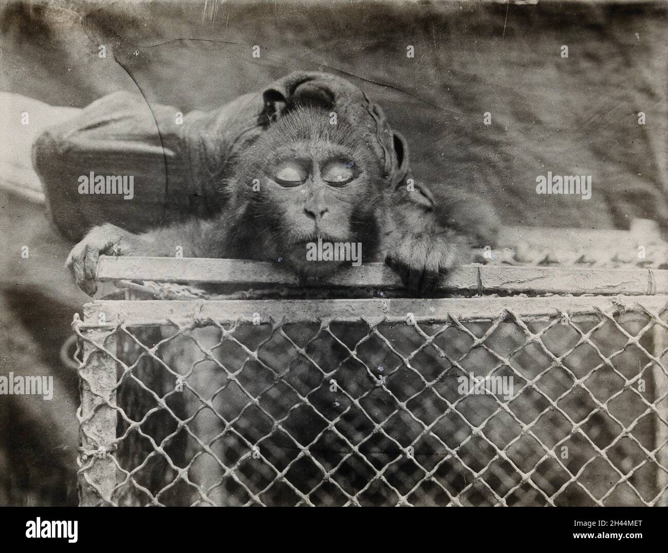 The Pasteur Institute, Kasauli, India: a caged monkey with drooping ...