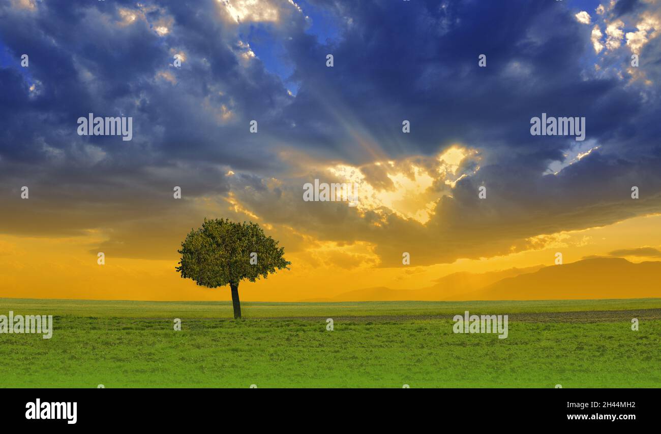 Fantasy Background Field Photo