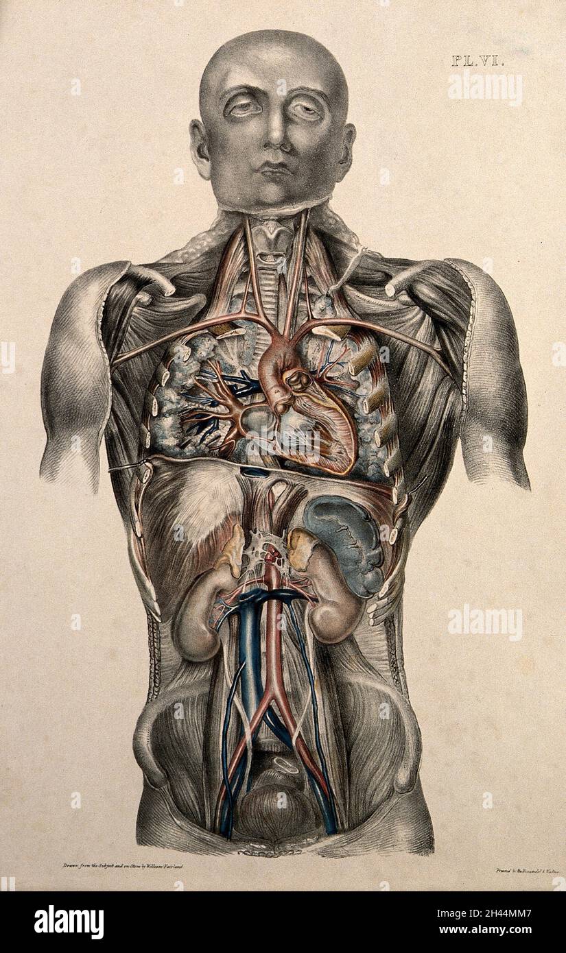The body of a standing man with his head shaved and his trunk dissected ...