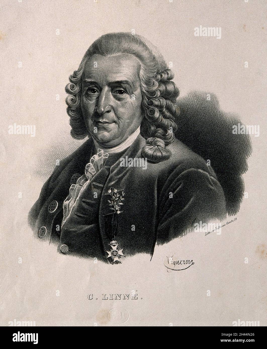Carolus linnaeus naming system hi-res stock photography and images - Alamy