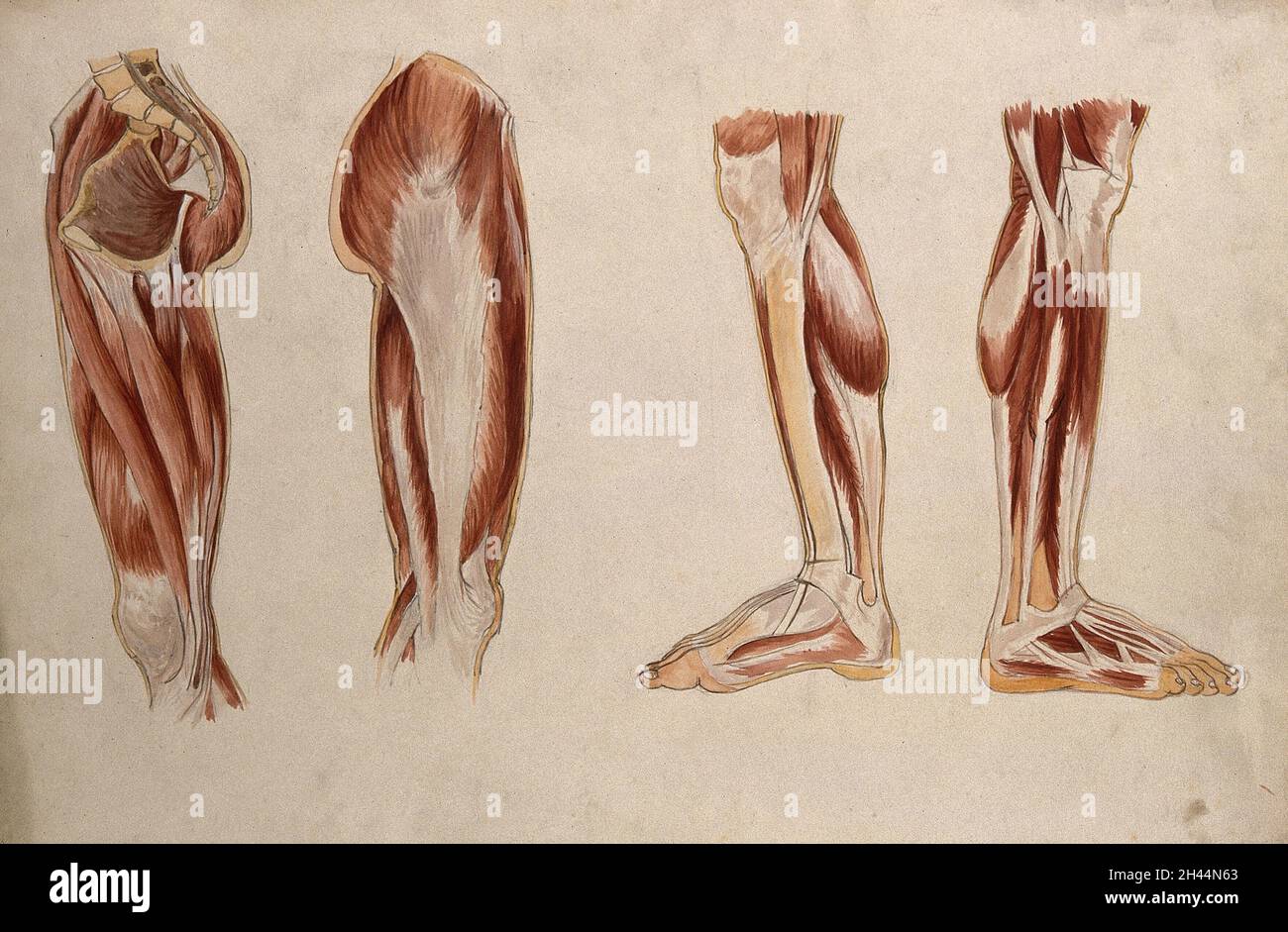 Muscles of the leg and foot: four écorché figures. Watercolour by A ...