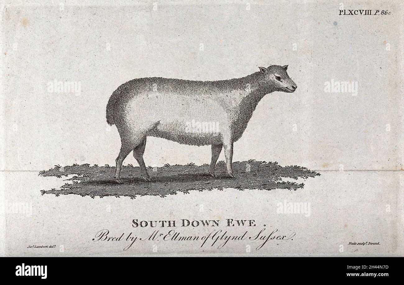 A South Down ewe. Etching by Neele after J. Lambert Stock Photo - Alamy