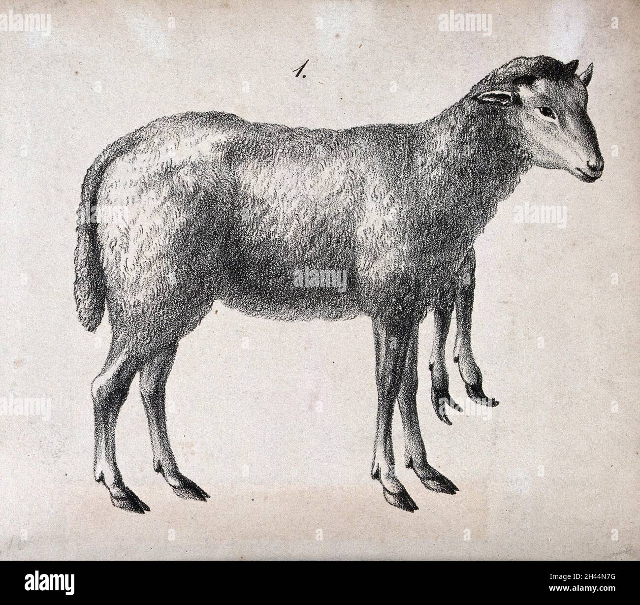 Sheep with congenital defects (six legs). Lithograph Stock Photo - Alamy