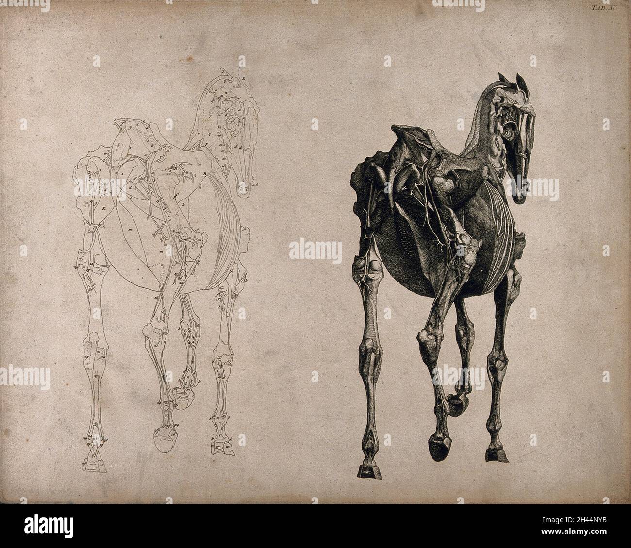 A horse, seen from behind: two écorché figures showing the muscles and ...