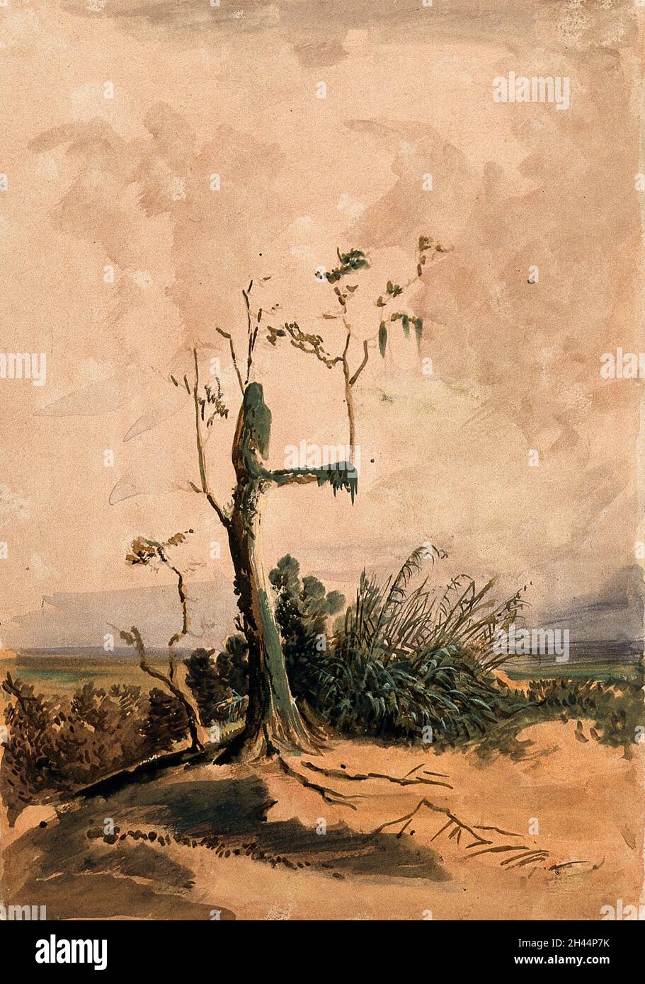 Old fir tree (Abies webbiana) with pendulous lichens. Watercolour, c ...