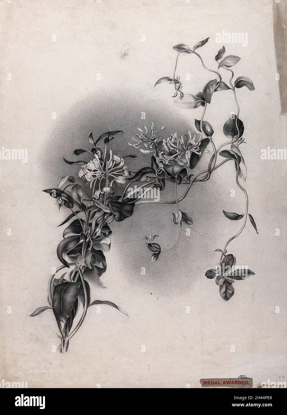 Honeysuckle (Lonicera species): flowering stem. Pencil drawing Stock ...
