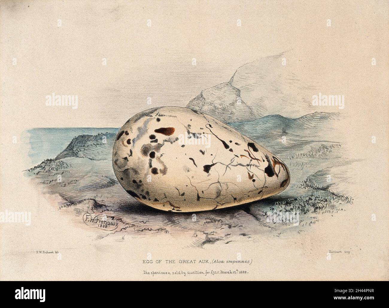 A great auk egg. Coloured lithograph by F. W. Frohawk, 1888 Stock Photo ...
