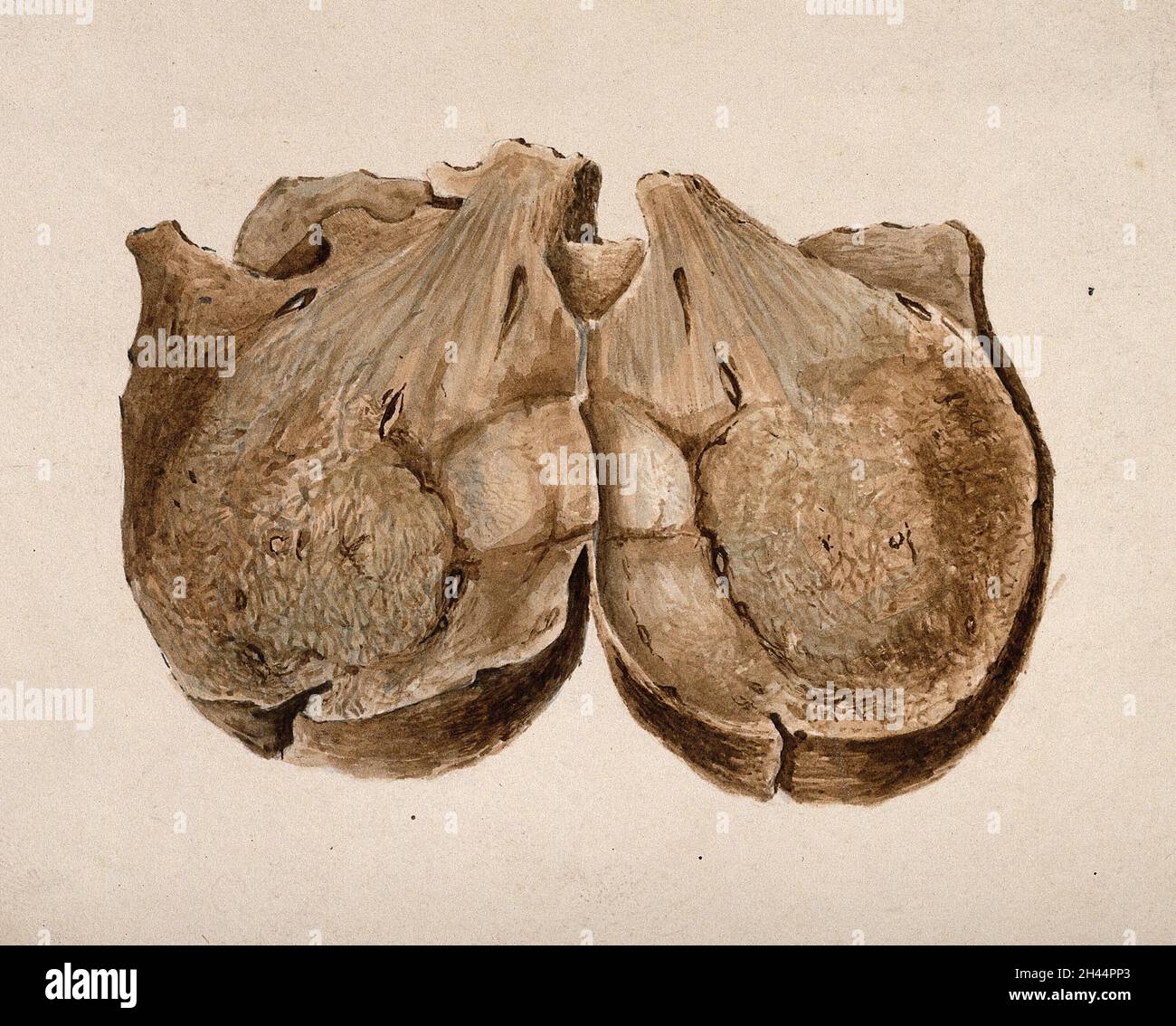 Polypus hi-res stock photography and images - Alamy