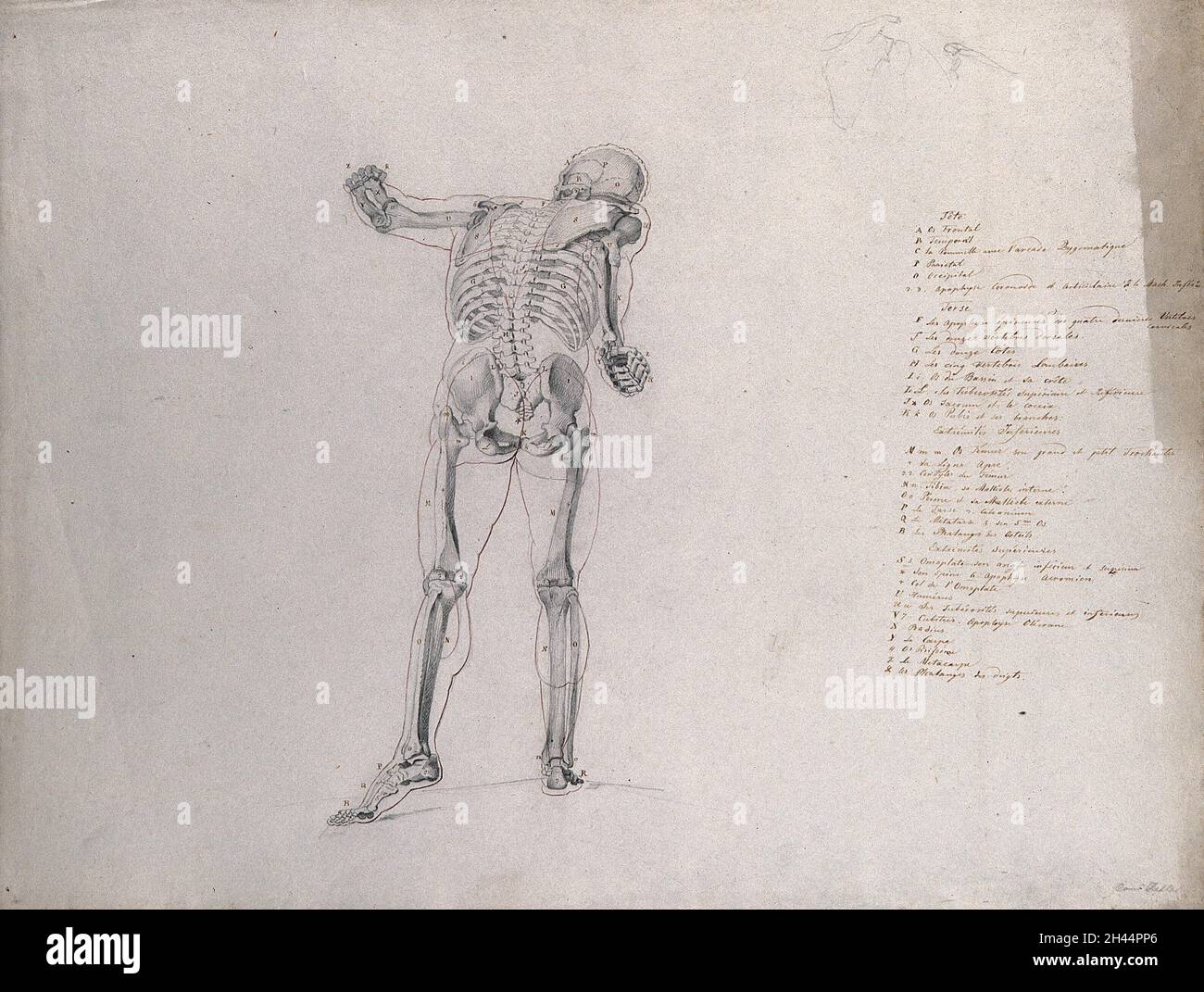 Skeletal structure of the 'Borghese Gladiator' statue, seen from behind ...