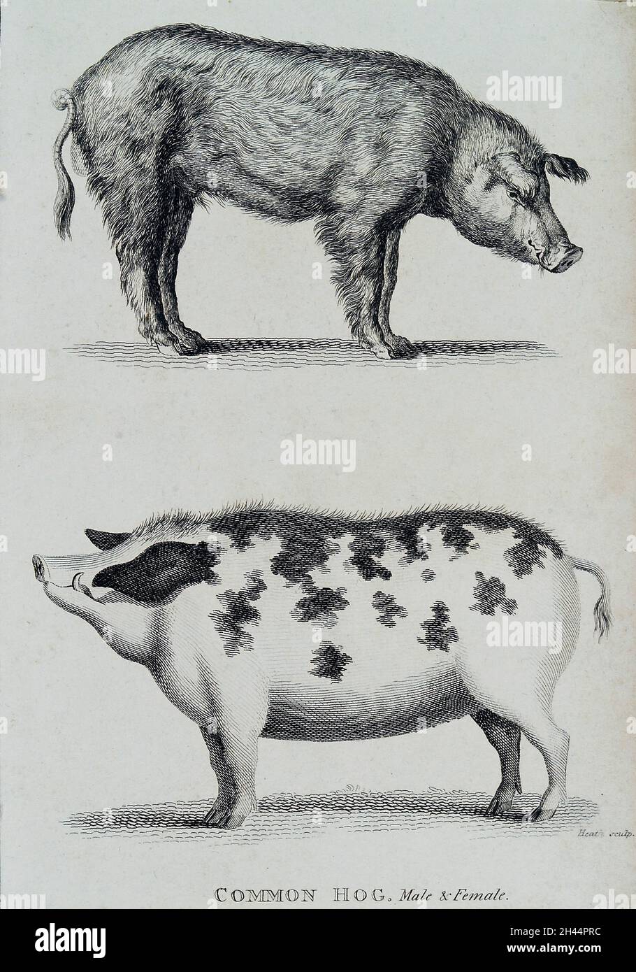 Above, a male hog; below, a female hog. Etching by Heath Stock Photo ...