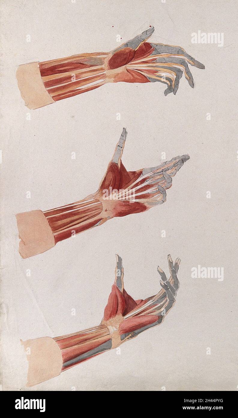 Hand anatomy historical drawings hi-res stock photography and images ...