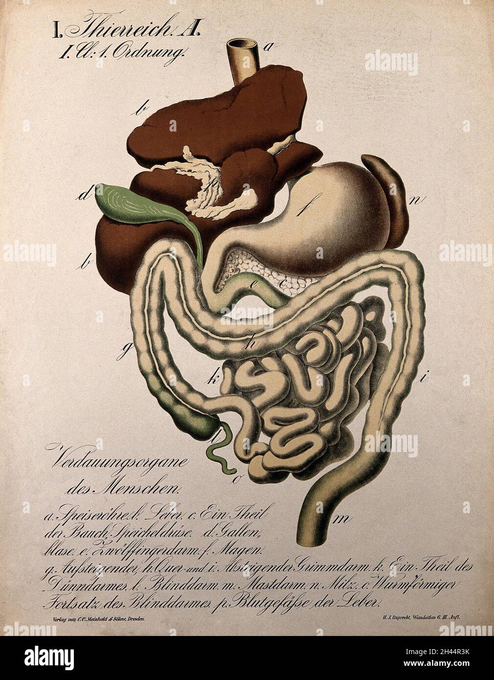 The human digestive organs. Colour lithograph, ca. 1872 Stock Photo - Alamy