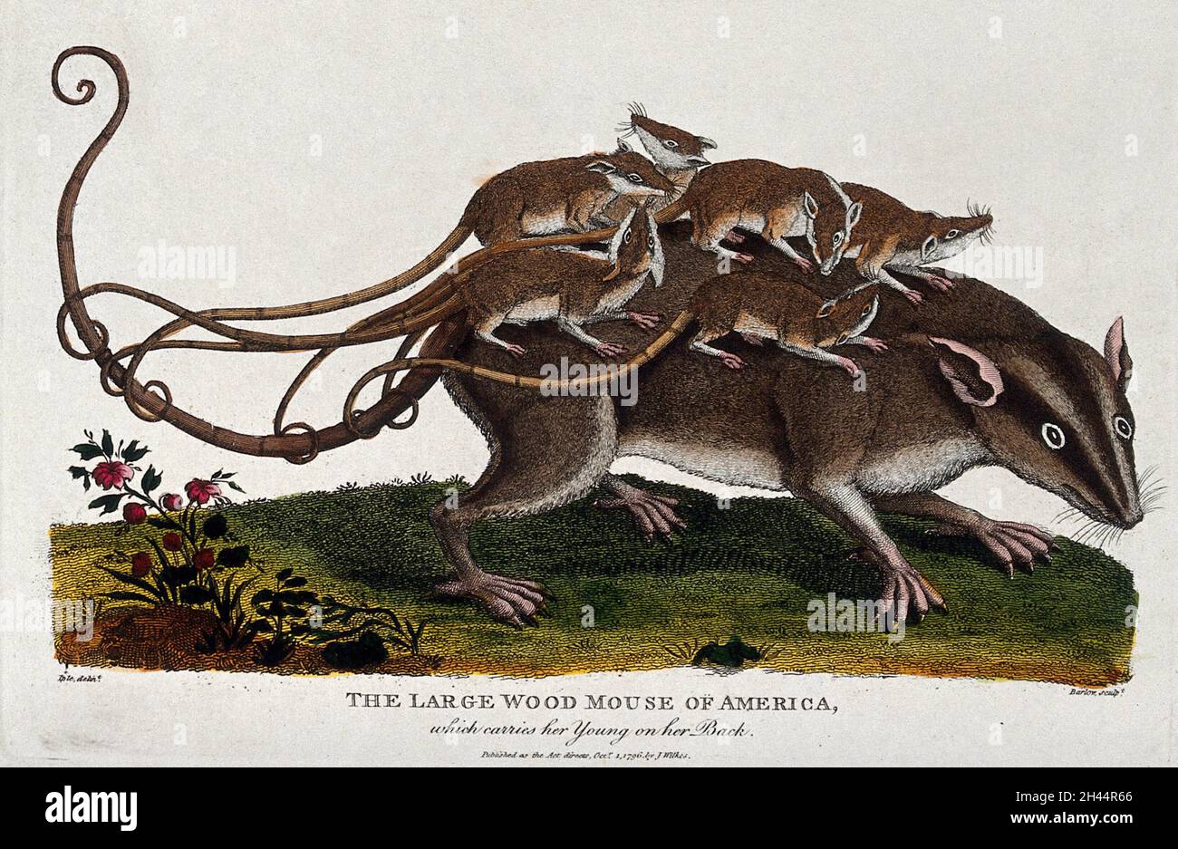 A large wood mouse carrying its young on its back. Coloured etching by ...