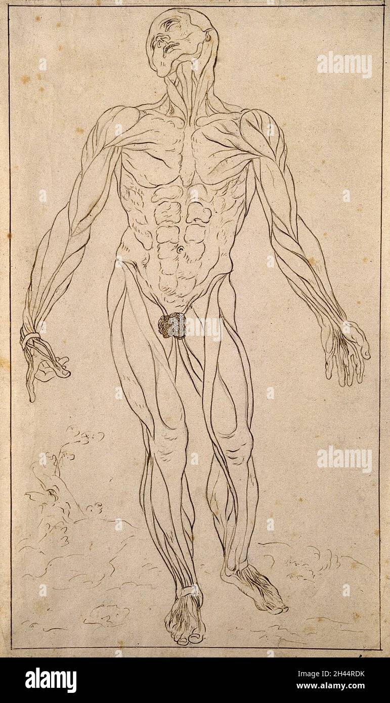 An écorché, seen from the front. Pen and ink drawing with traces of ...