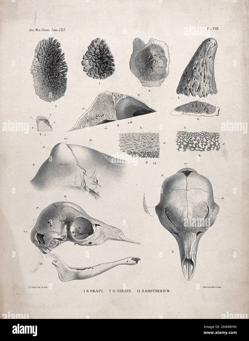 Bones and cross-sections of bones of an okapi, a giraffe and a ...