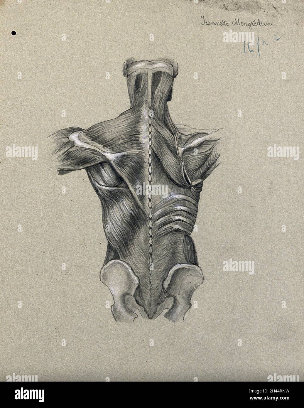 Human body muscles pencil drawing hi-res stock photography and images ...