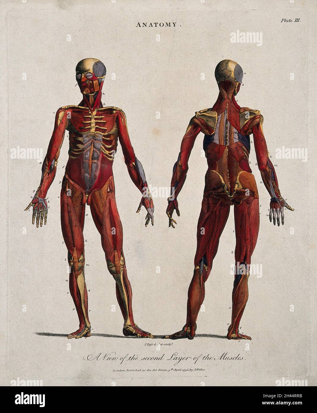 An écorché showing the second layer of muscles: front and back views ...