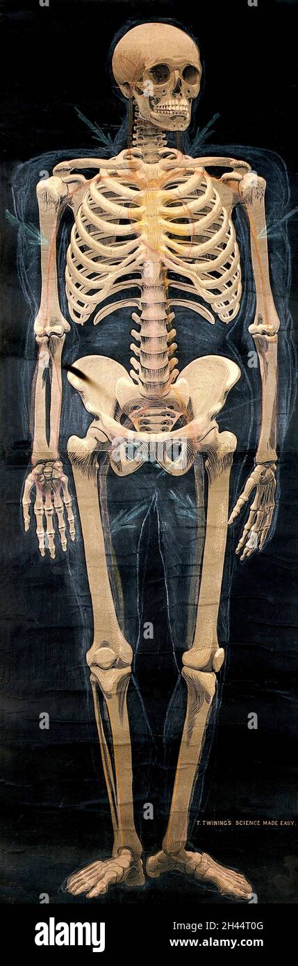 Human skeleton: anterior view. Chromolithograph Stock Photo - Alamy