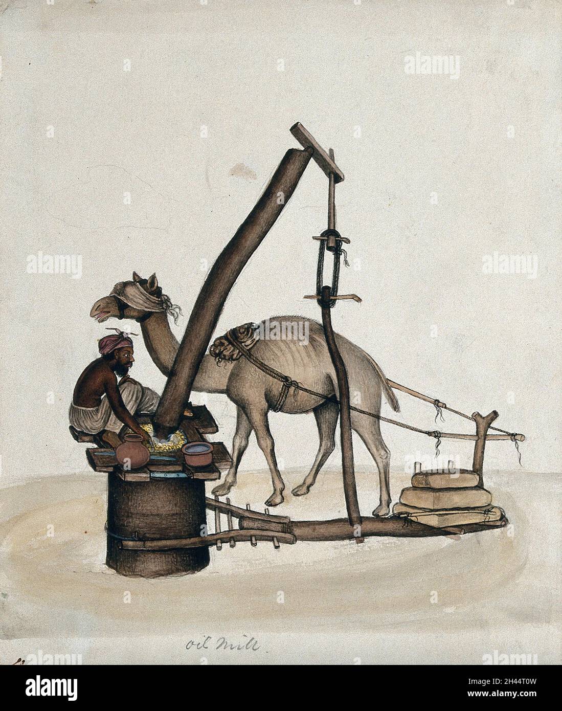 A man making oil in an oil mill with the help of a camel. Gouache ...
