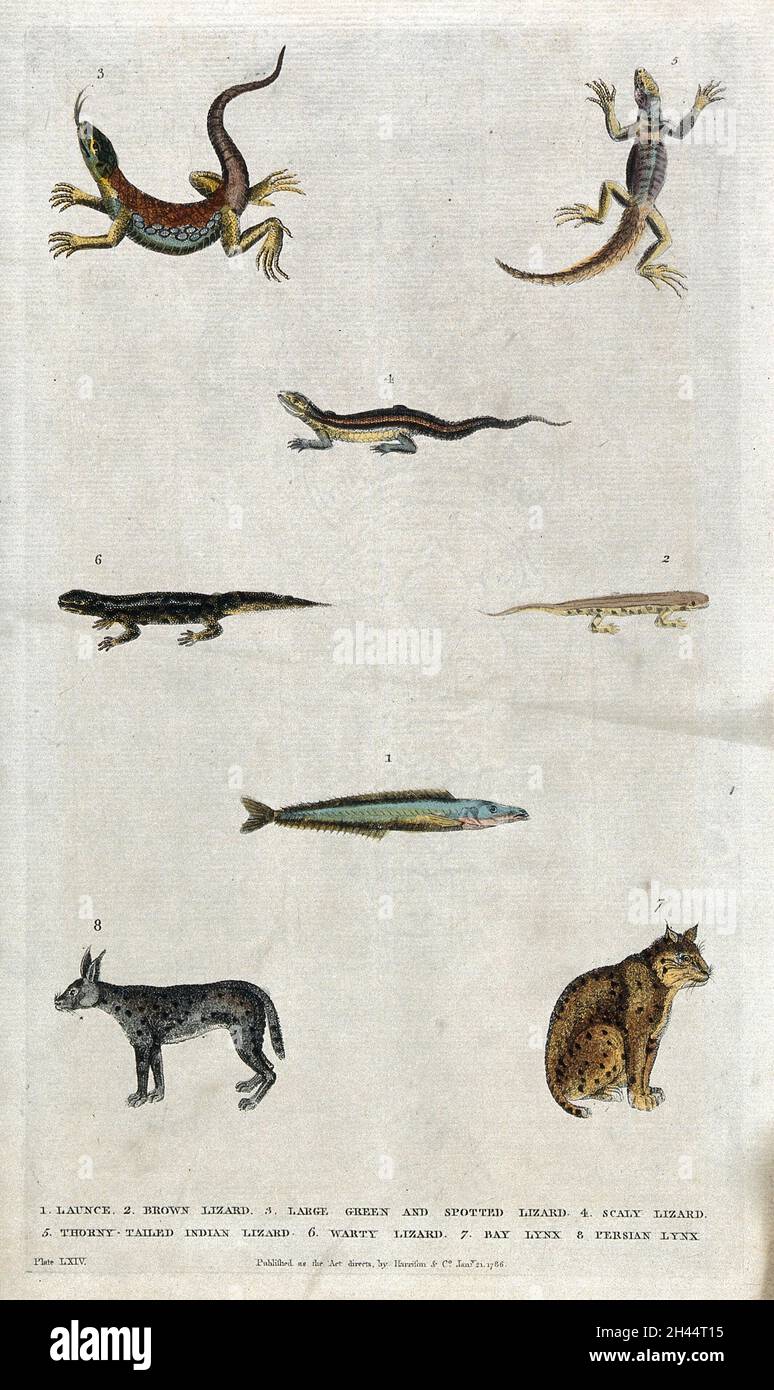 Above, four different lizards; below, a launce (sand eel), a Persian ...