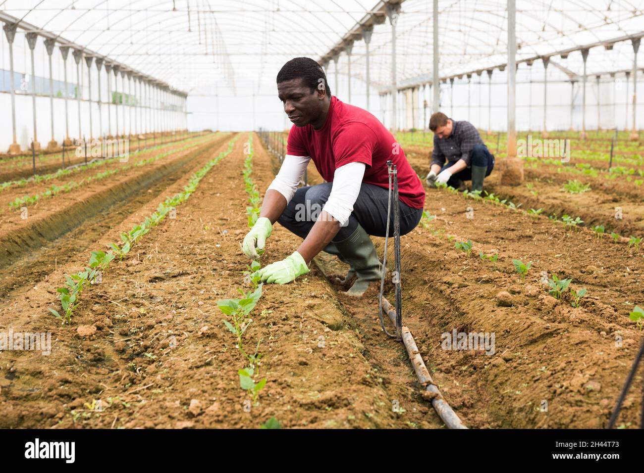 Male farmers working greenhouse hi-res stock photography and images - Alamy