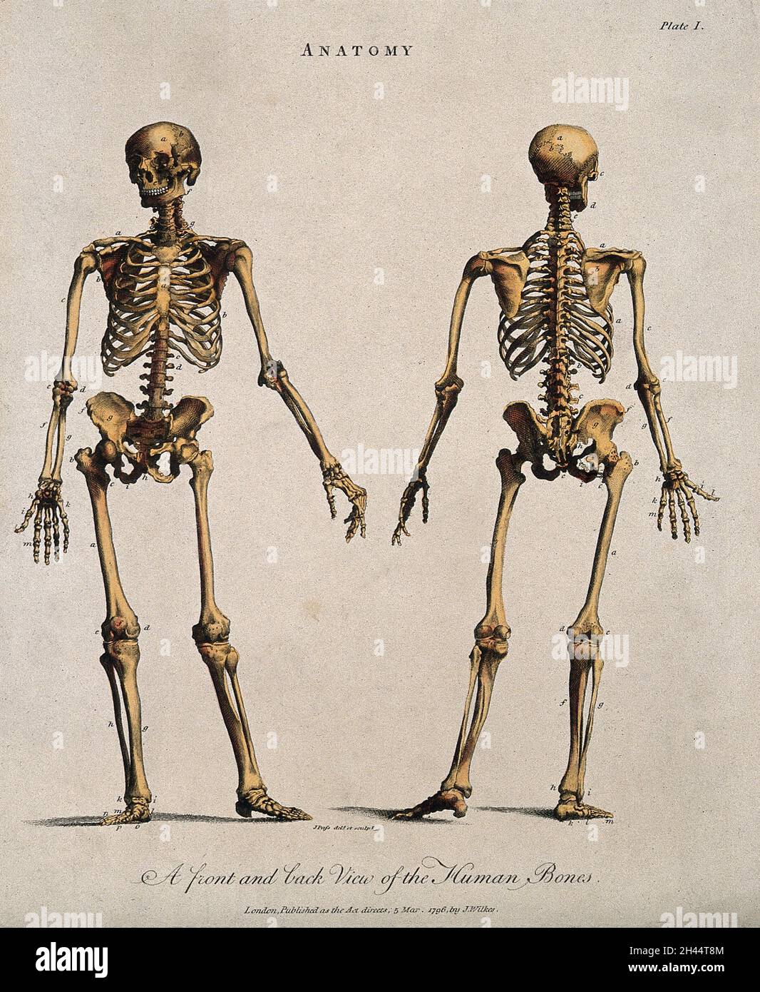 Human skeleton: front and back views. Coloured line engraving by J ...