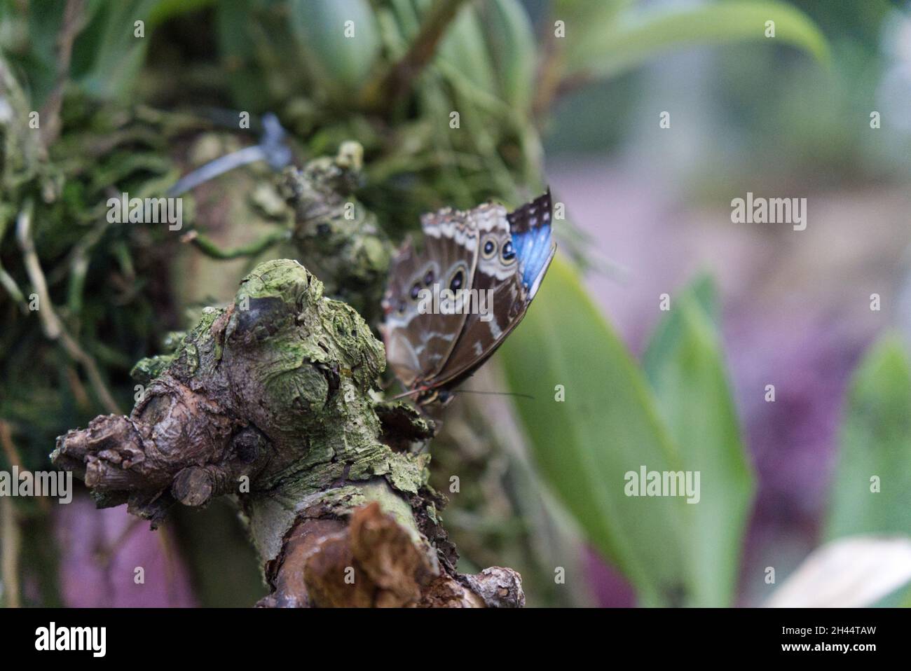 Damaged wing hi-res stock photography and images - Alamy