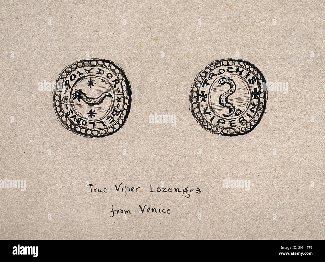 Two coin-like amulets used to ward off vipers and the effects of their ...
