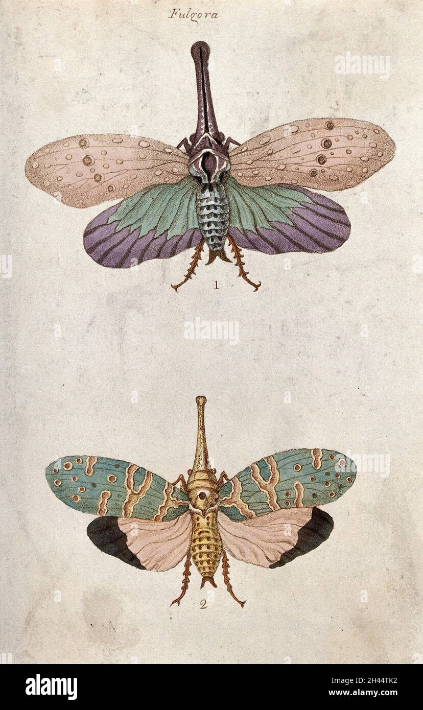 Two insect species hi-res stock photography and images - Alamy