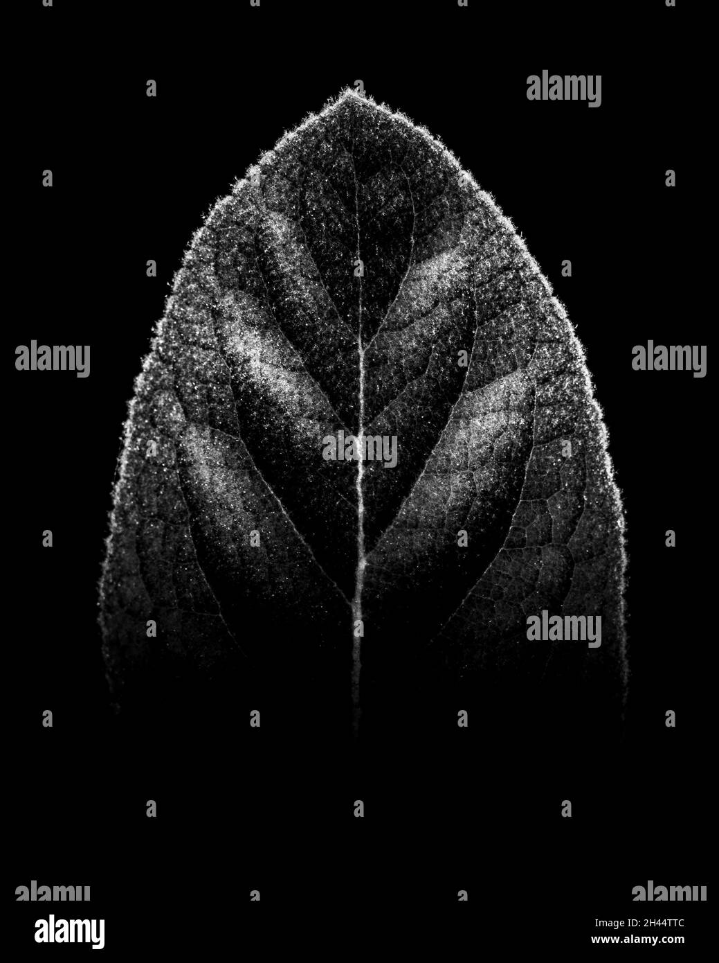 A vertical grayscale shot of a leaf for wallpaper and background Stock ...