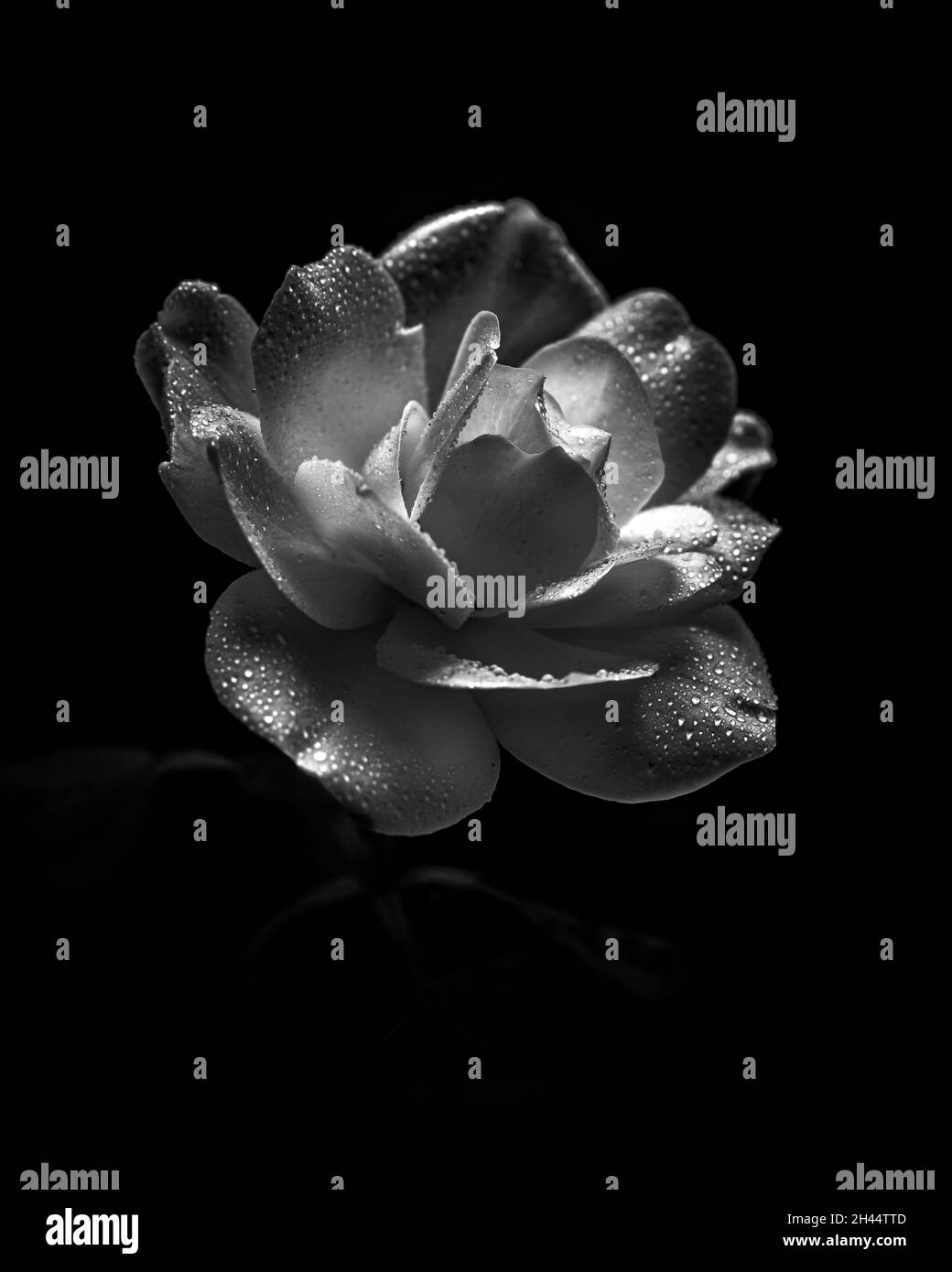 A vertical grayscale shot of a rose for wallpaper and background Stock ...