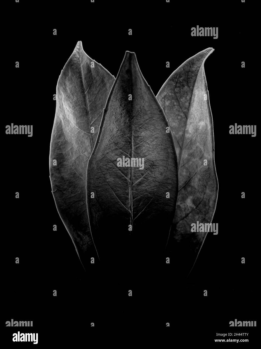 Three vertical leaves texture hi-res stock photography and images - Alamy