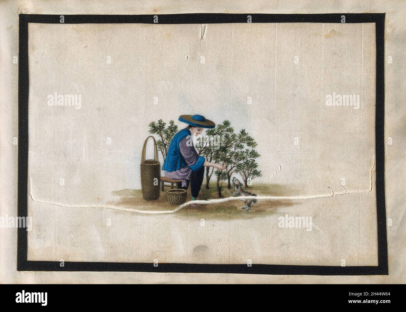 A woman plucking tea. Gouache by a Chinese artist, ca. 1850 Stock Photo ...