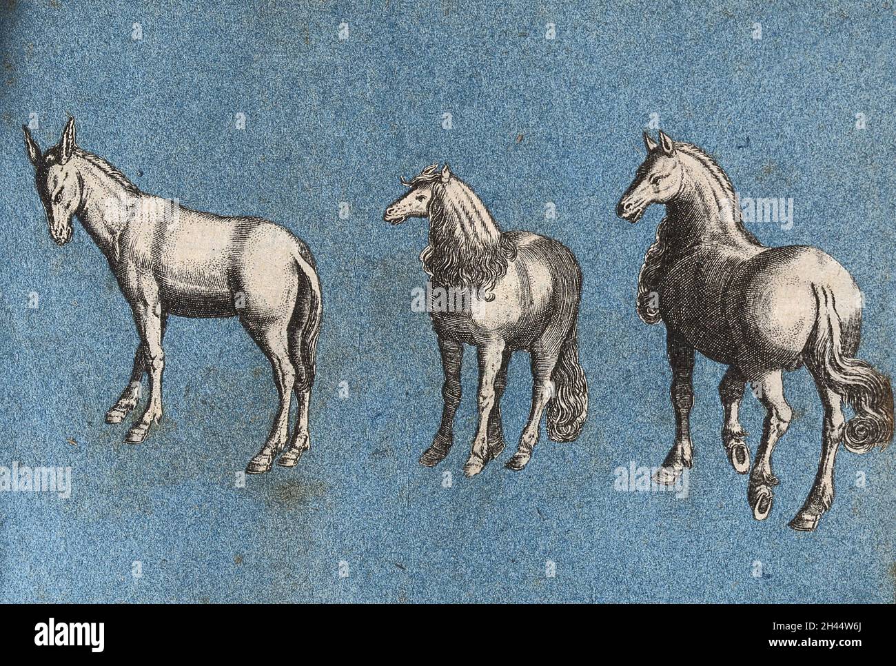 Mule cut out hi-res stock photography and images - Alamy