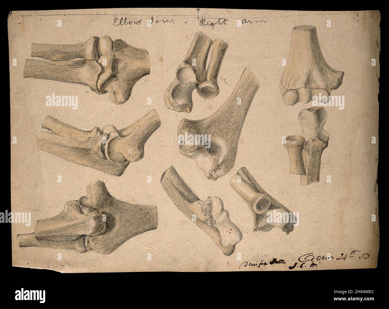 Bones of the elbow joint: eight figures. Watercolour and pencil drawing ...