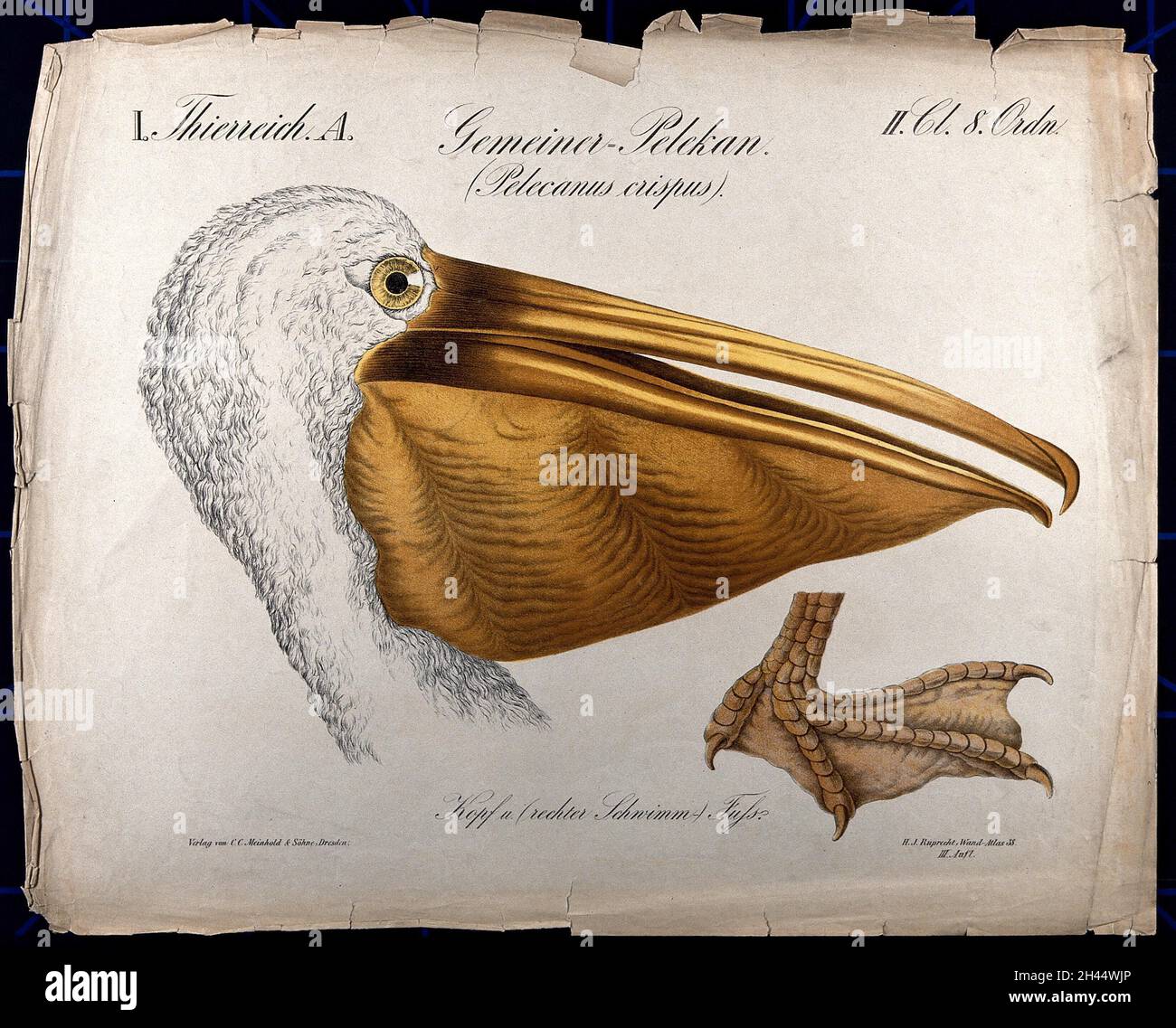 Head of a pelican, with a detail showing the foot. Chromolithograph ...