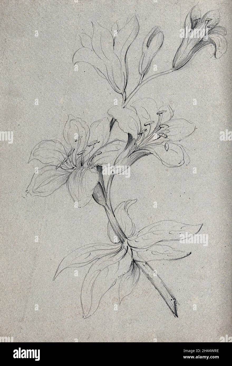 A lily: flowering stem and leaves. Pencil drawing Stock Photo - Alamy